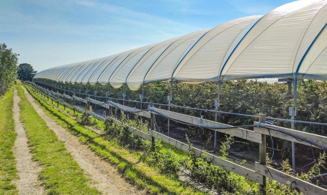 Bärodling med torv - Neova